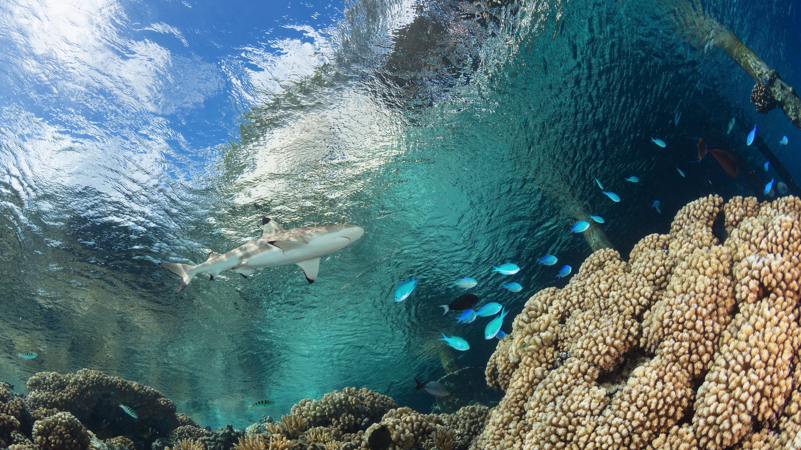 Why Sharks are Vital to Oceans and Climate Health | World Wildlife Fund