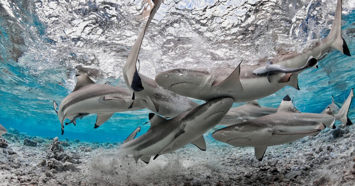 Overfishing Threatens One-Third of Sharks and Rays | World Wildlife Fund