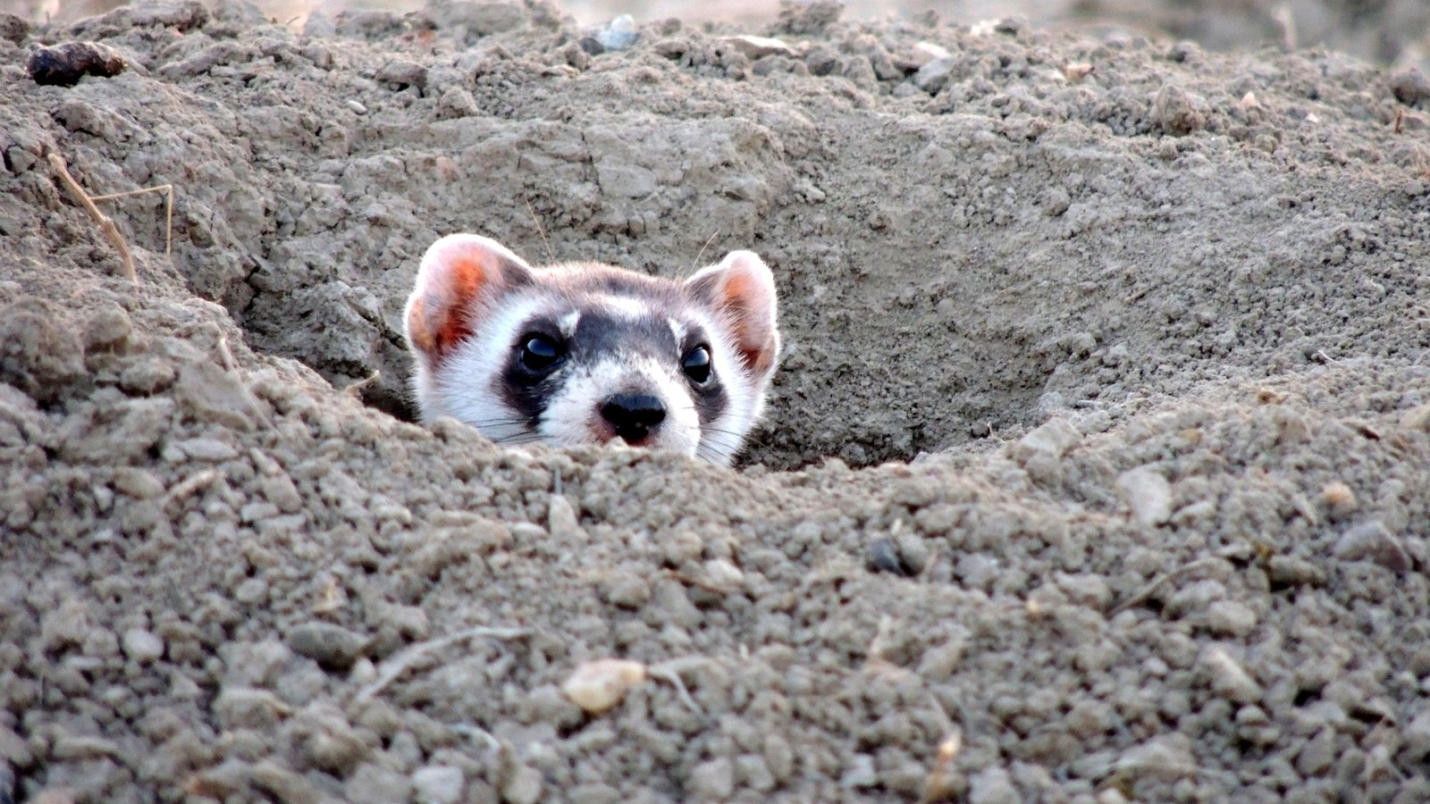 Eight Species Making a Comeback | WWF | WWF