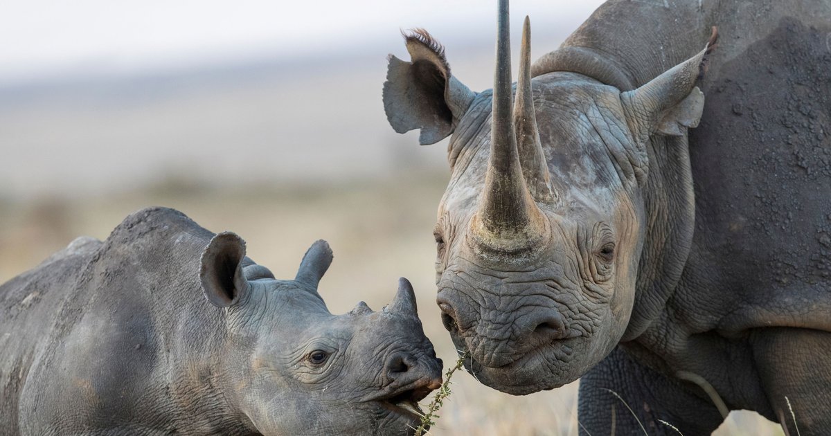 Black Rhino | World Wildlife Fund