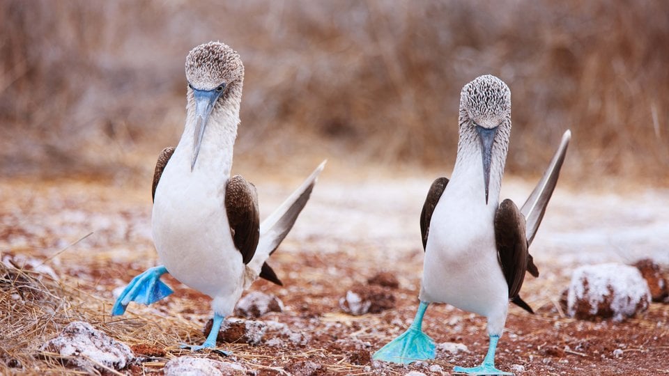 Why Do Blue-Footed Boobies Have Blue Feet? | World Wildlife Fund