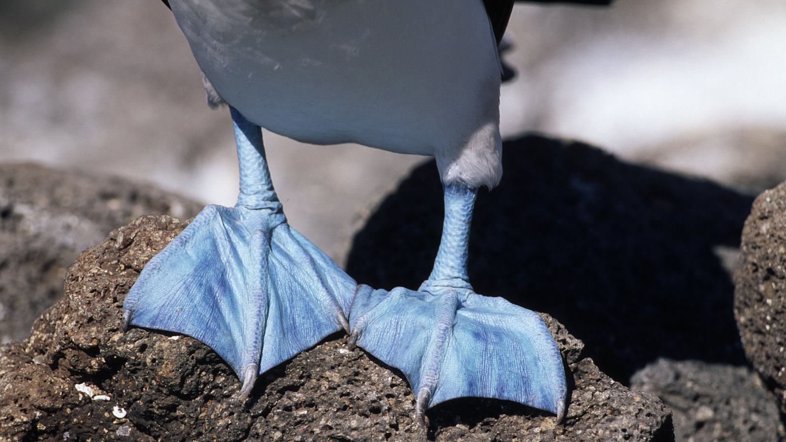 Why Do Blue-Footed Boobies Have Blue Feet? | WWF