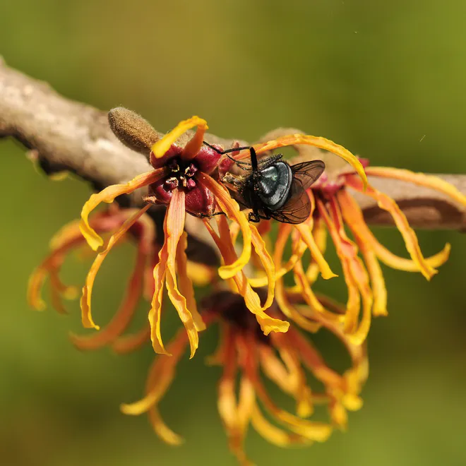 Winter Pollinators: Nature’s Cold-Weather Marvels | World Wildlife Fund