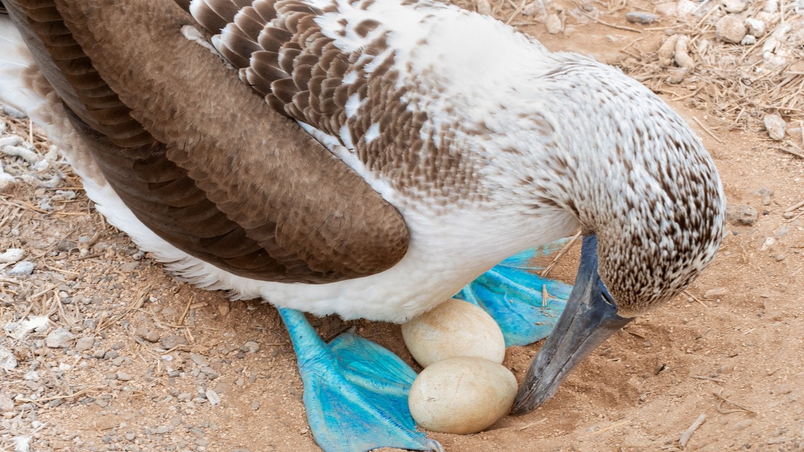 Why Do Blue-Footed Boobies Have Blue Feet? | World Wildlife Fund