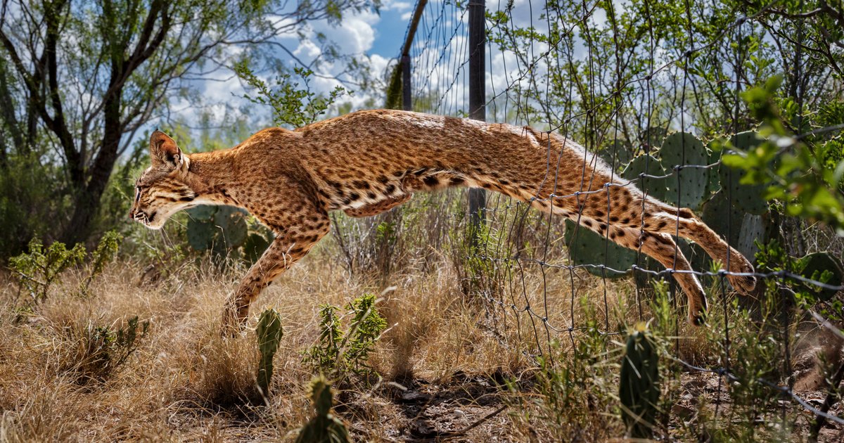 World Wildlife Magazine | Summer 2024 | World Wildlife Fund