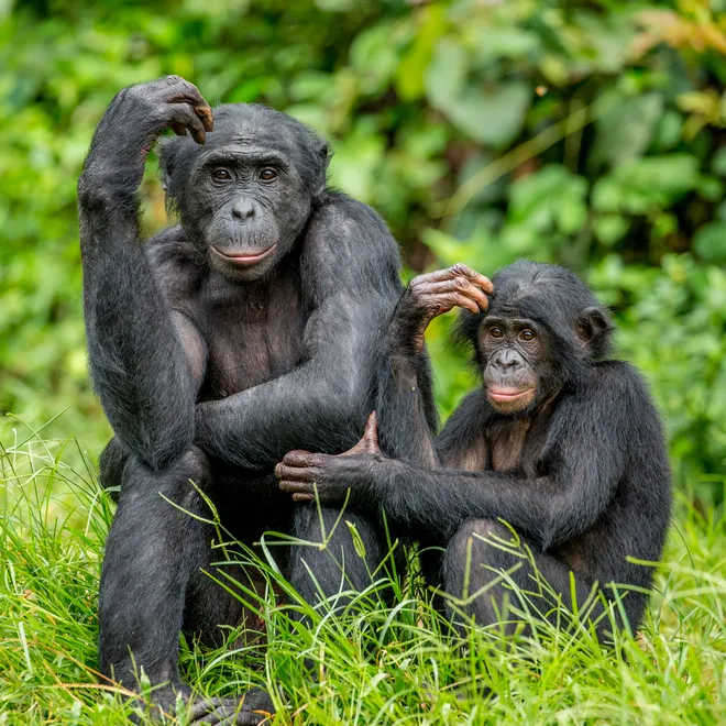 Which member of the great ape family is led by females? | World ...