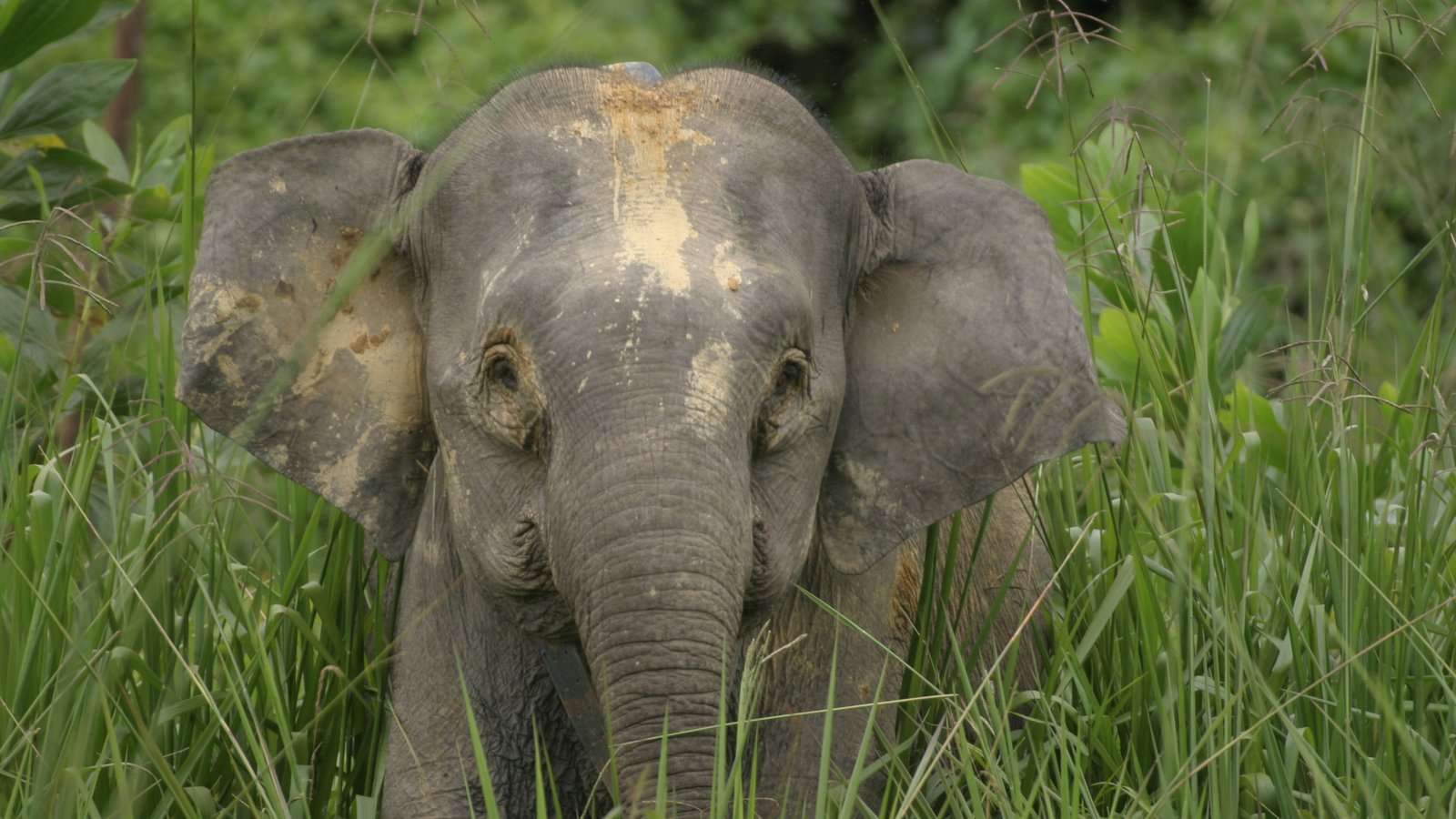 Asian Elephant | WWF | World Wildlife Fund