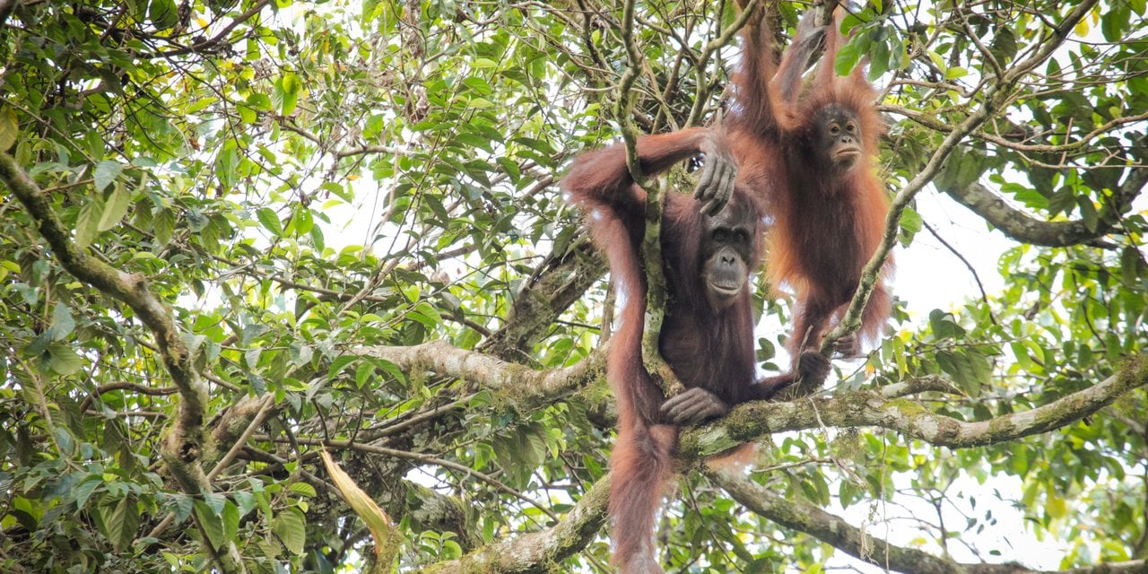 reviving-orangutan-habitat-in-malaysian-forests-world-wildlife-fund