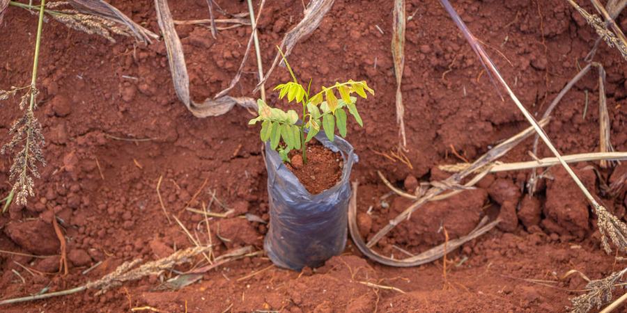 Baru Tree Reforestation Advances in Brazil’s Cerrado | World Wildlife Fund