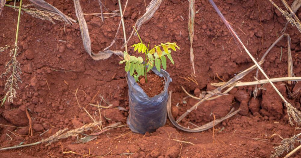 Baru Tree Reforestation Advances in Brazil’s Cerrado | World Wildlife Fund