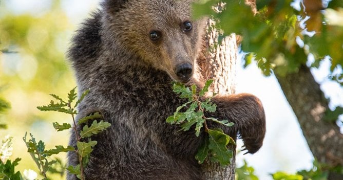 Connecting Brown Bears with Climate-Resilient Food Webs in Bulgar ...