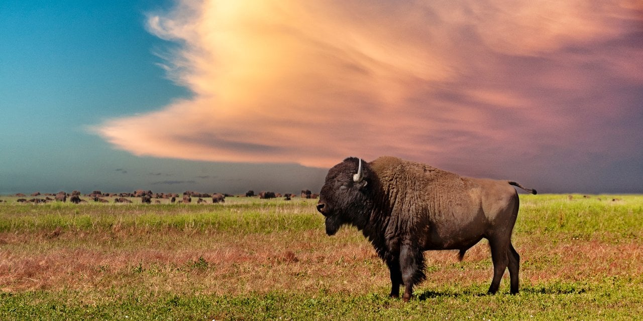 A historic partnership restores buffalo to Native lands | World ...