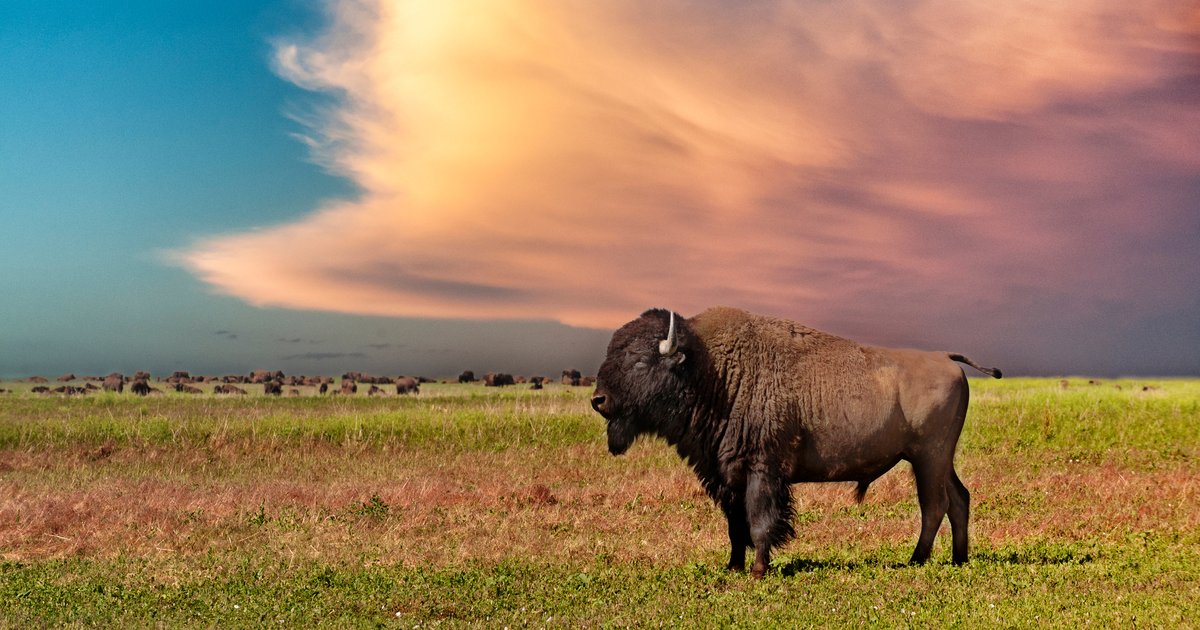 A historic partnership restores buffalo to Native lands | WWF