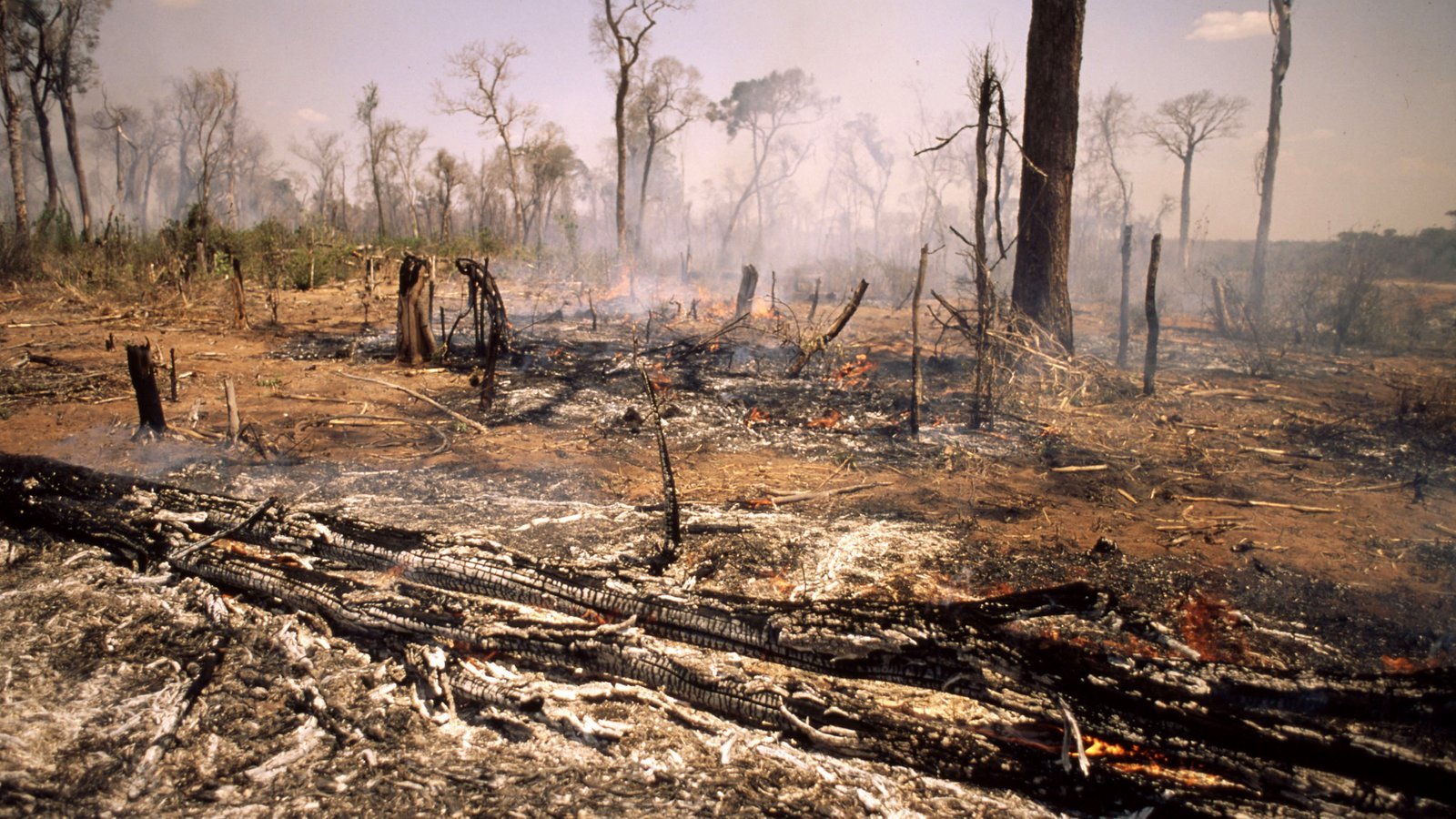 We're Off Track to Protect Forests by 2030 | WWF | World Wildlife Fund