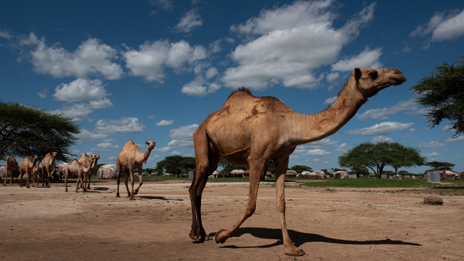 Camels as Wildlife Climate Heroes | World Wildlife Fund