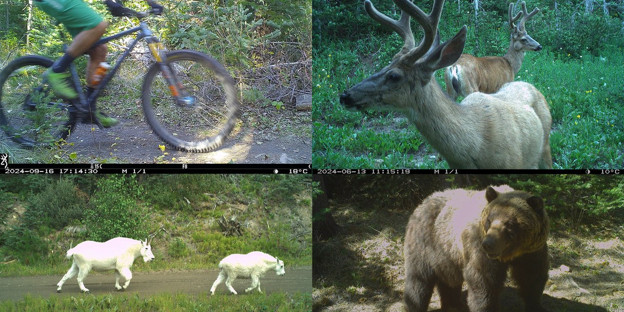 Tracking Wildlife and People with Camera Traps | World Wildlife Fund