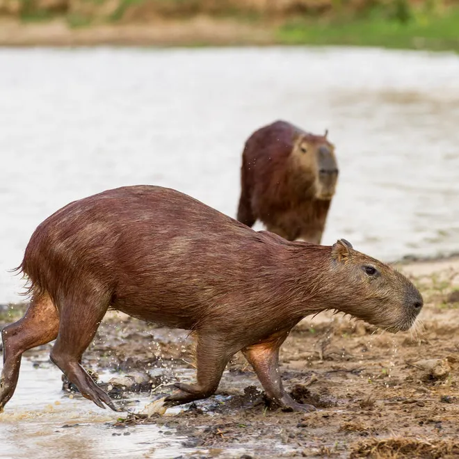 Are Capybaras Rodents? And 5 Capybara Facts | World Wildlife Fund
