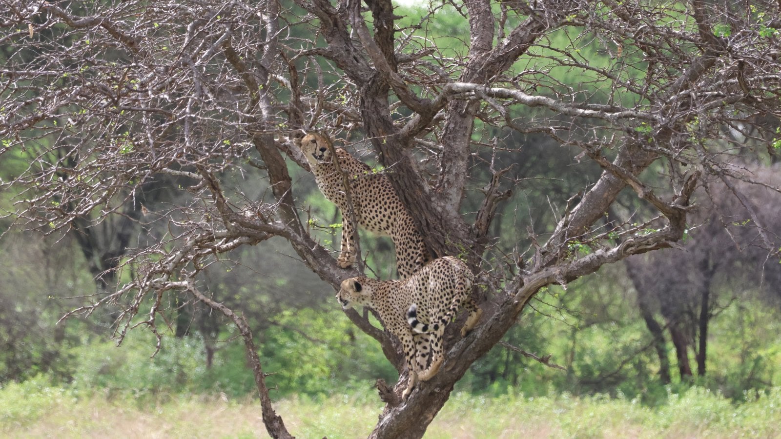 Cheetah | World Wildlife Fund