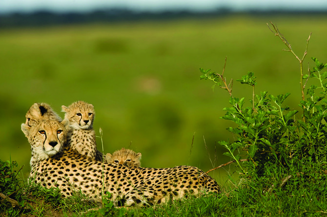 Five Amazing Animal Moms and How They Care for Young | World Wildlife Fund