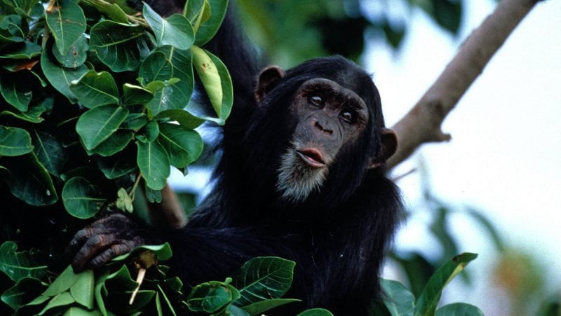 Chimpanzee | World Wildlife Fund