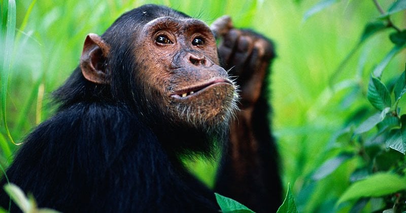 Conservación Del Chimpancé Y Sus Amenazas | World Wildlife Fund