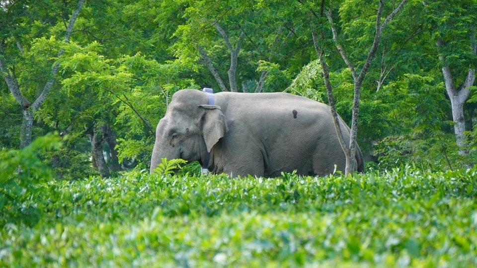 GPS collars show elephant movements | WWF