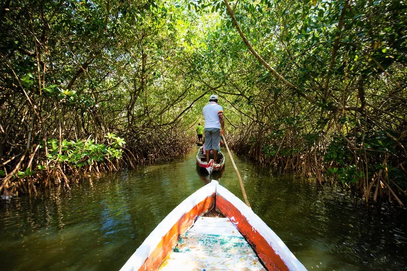 WWF Efforts to Protect and Restore Mangroves Worldwide | World Wildlife ...
