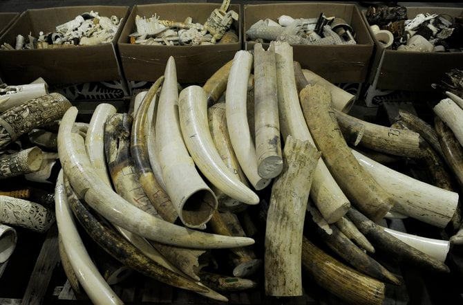 Ending the Elephant Ivory Trade | WWF | World Wildlife Fund