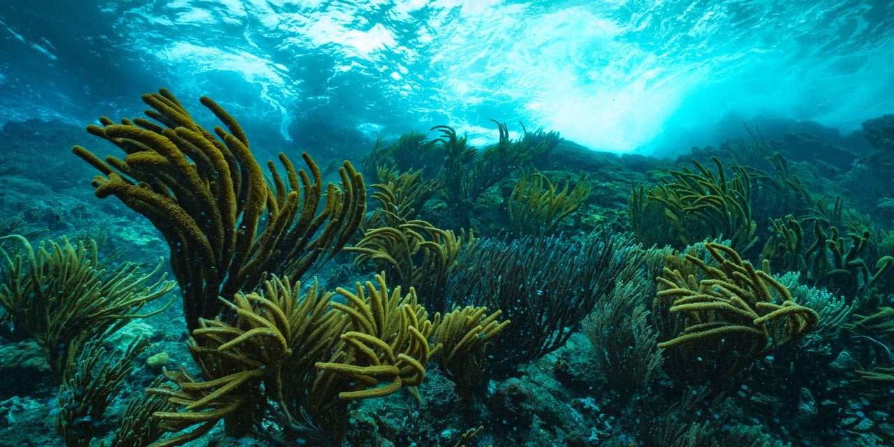 A Nature-Positive Future for Oceans | World Wildlife Fund