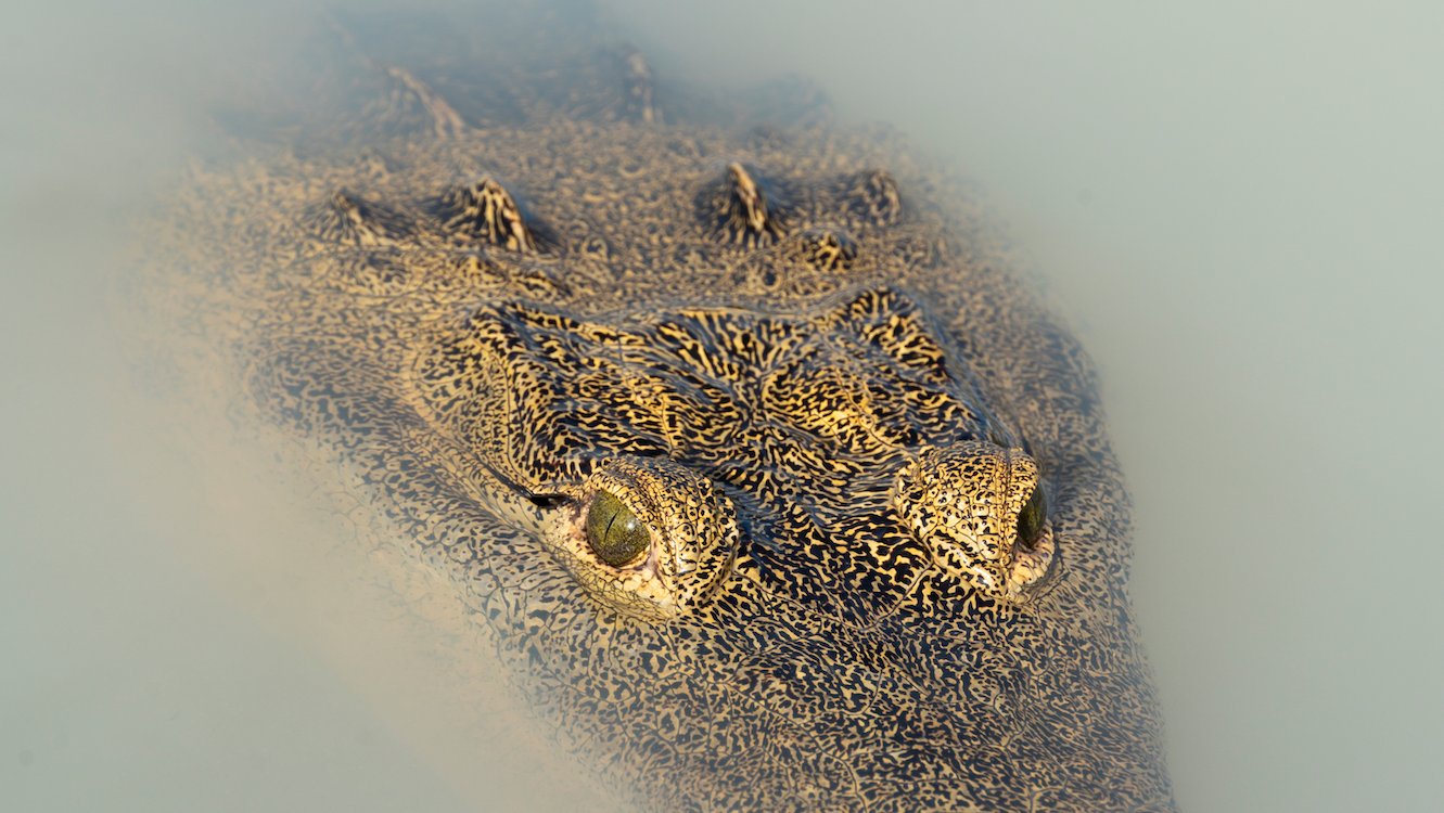 Healing community relationships with crocodiles | World Wildlife Fund