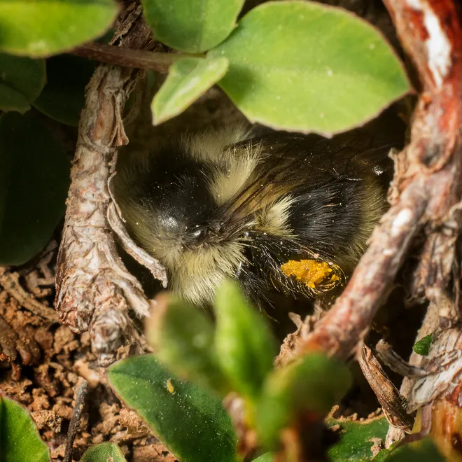 Where Bees Go and How They Survive Winter | World Wildlife Fund