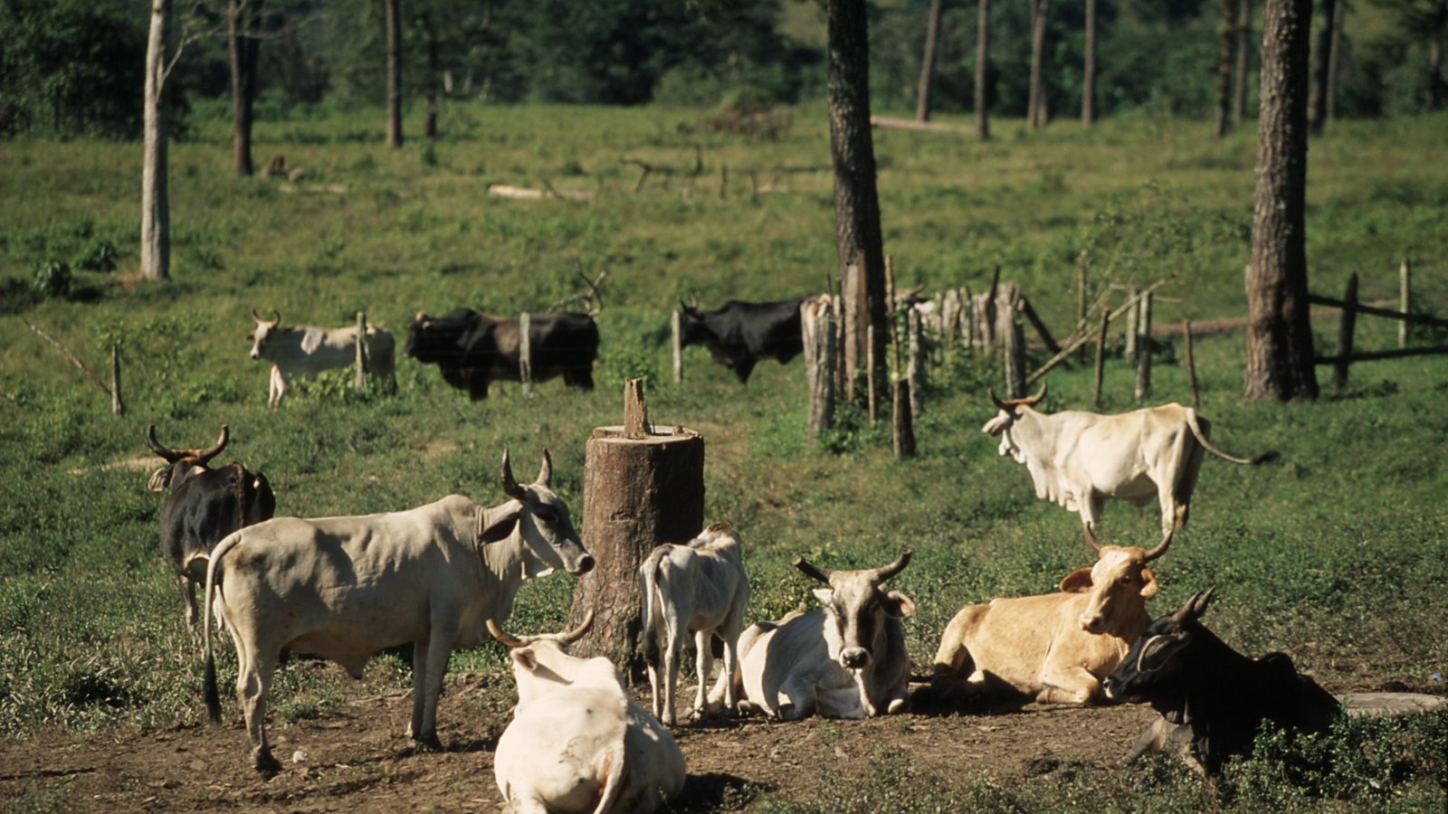 Deforestation and Forest Degradation | World Wildlife Fund