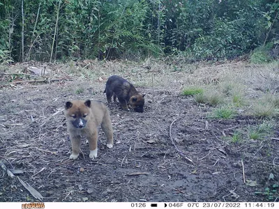 Eyes on Recovery: Monitoring Australia’s Bushfire Impact | WWF