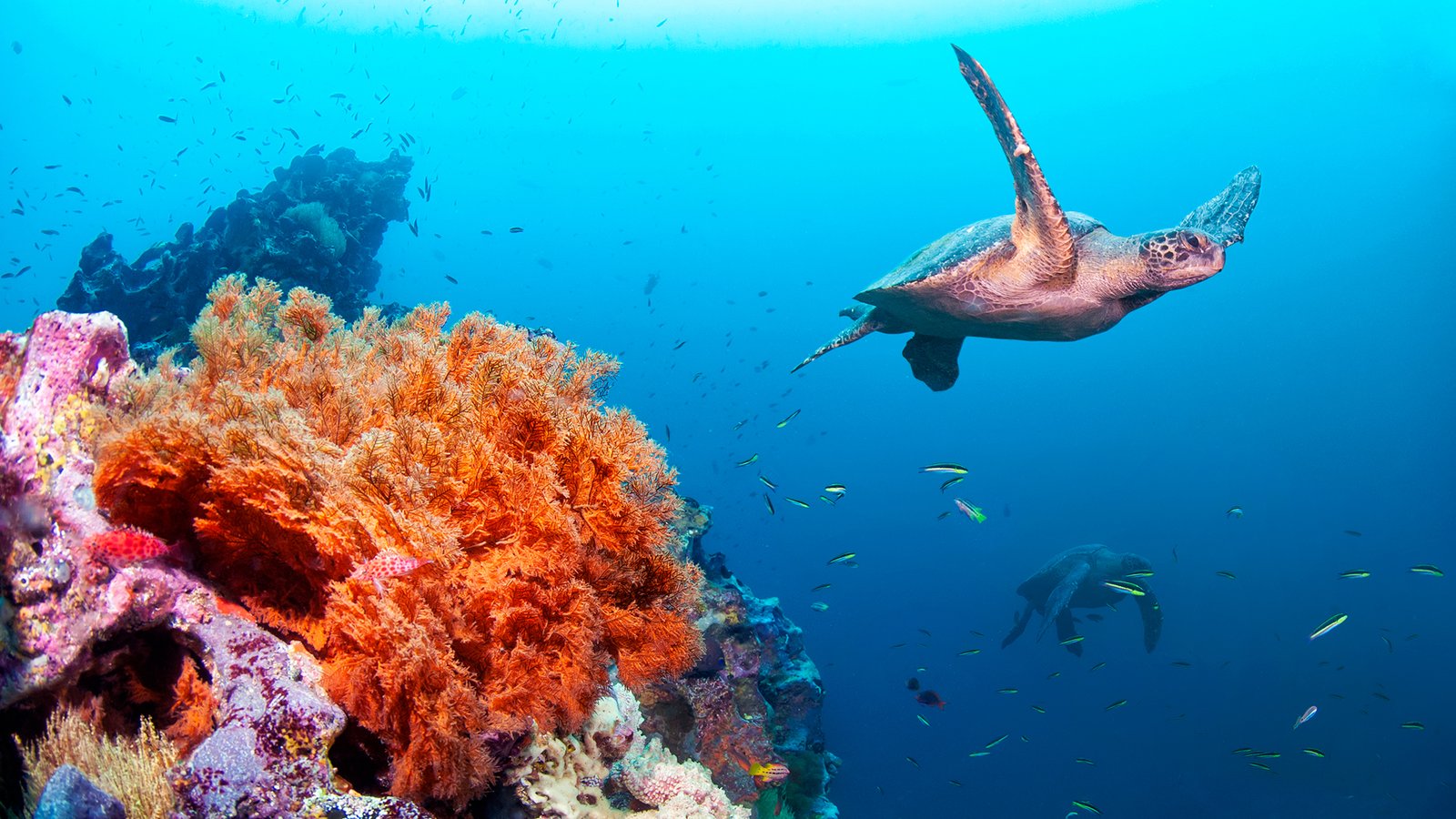 Global Wildlife Trade Protections Strengthened at CITES | World ...