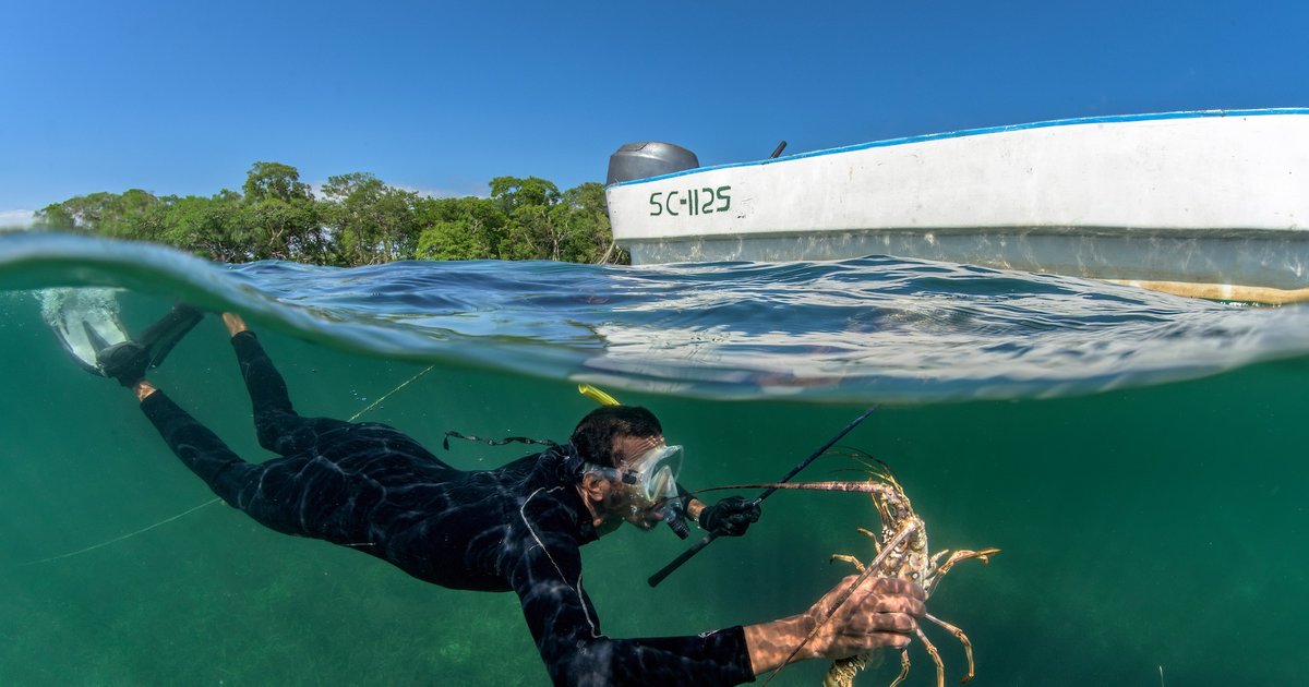 Conservation highlights of 2024 | World Wildlife Fund