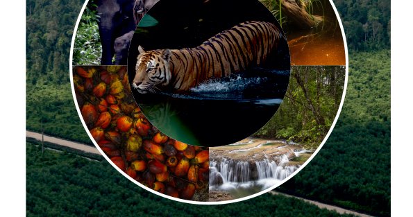 Road Impact Study on Ecosystem Services in RIMBA Ecosystem Corridor | WWF
