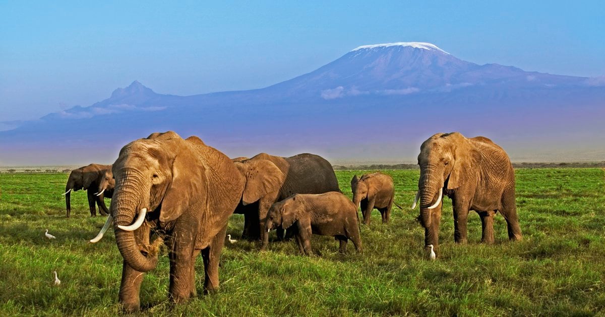 Elephant | WWF | World Wildlife Fund