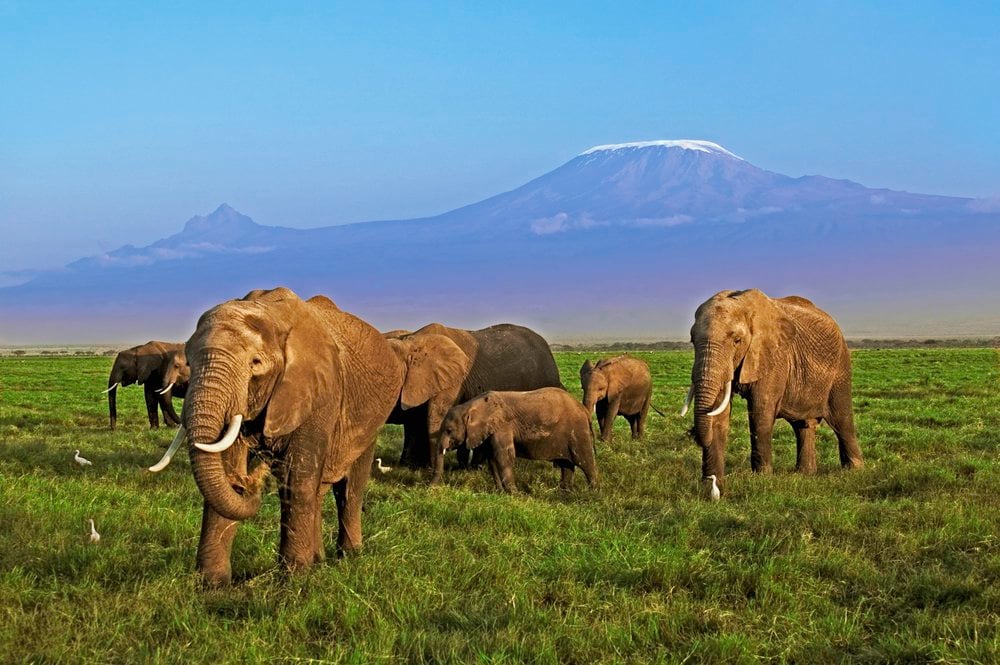 Wild About Elephants