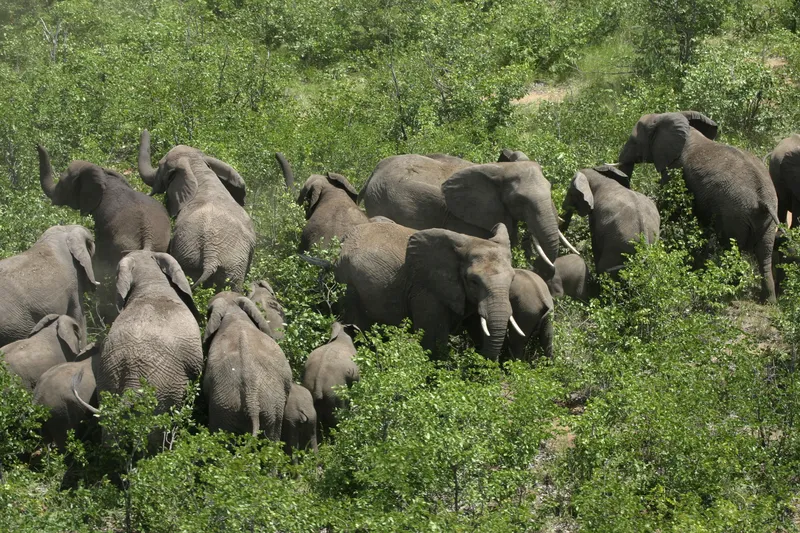 African savanna elephants | World Wildlife Fund