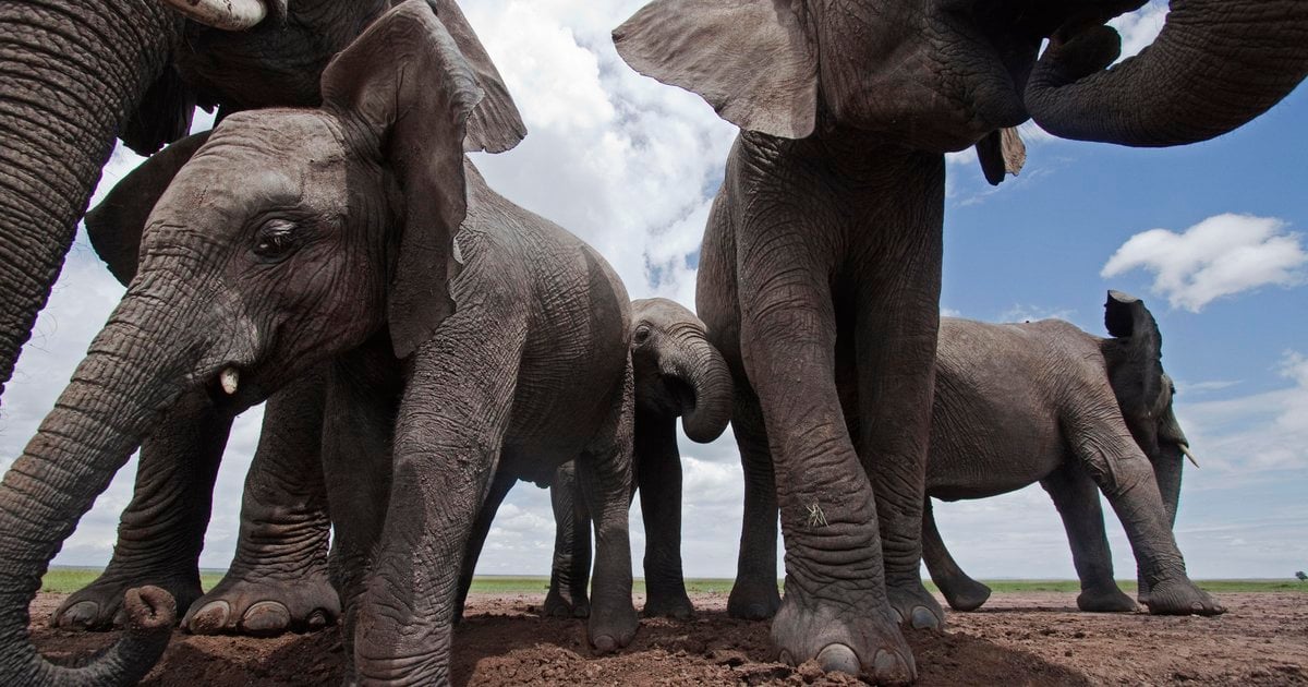 African elephants and climate change | World Wildlife Fund