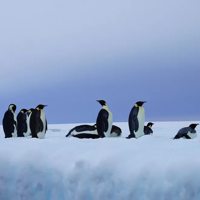 Why Are Glaciers and Sea Ice Melting? | World Wildlife Fund