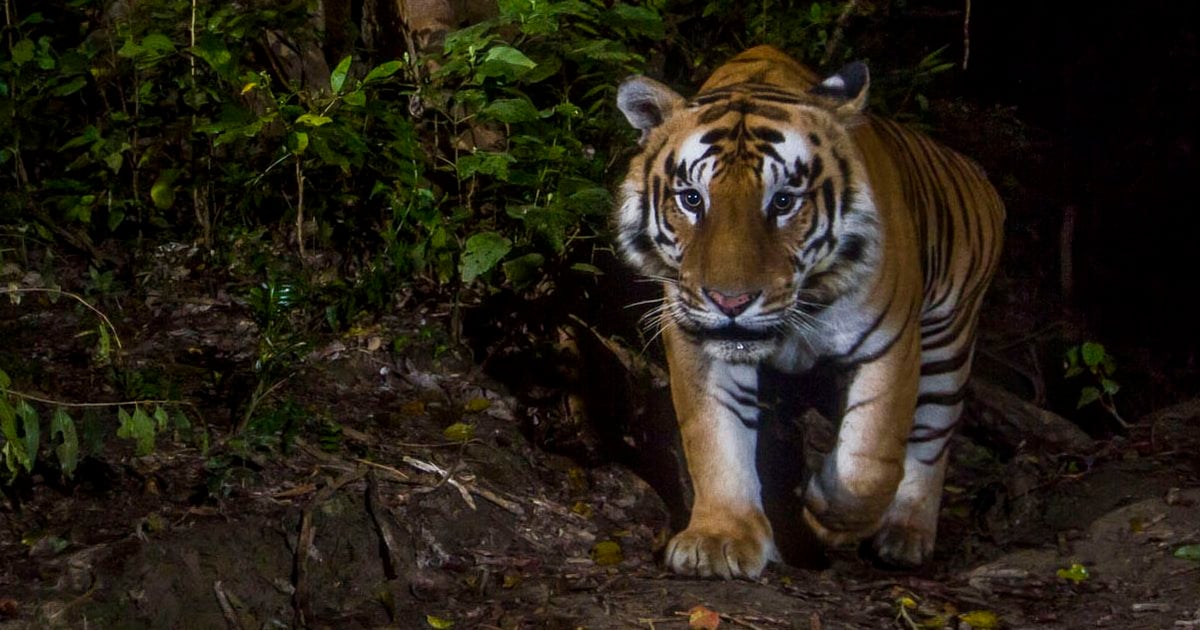 Wildlife Insights | World Wildlife Fund