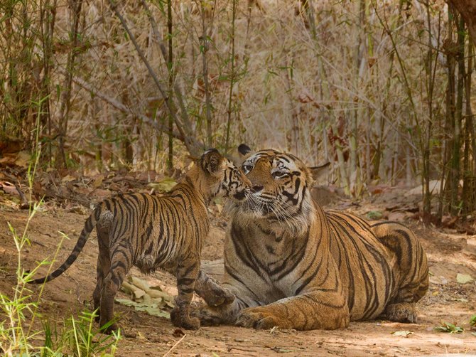 Tiger Conservation: Increasing Our Wild Populations | World Wildlife Fund