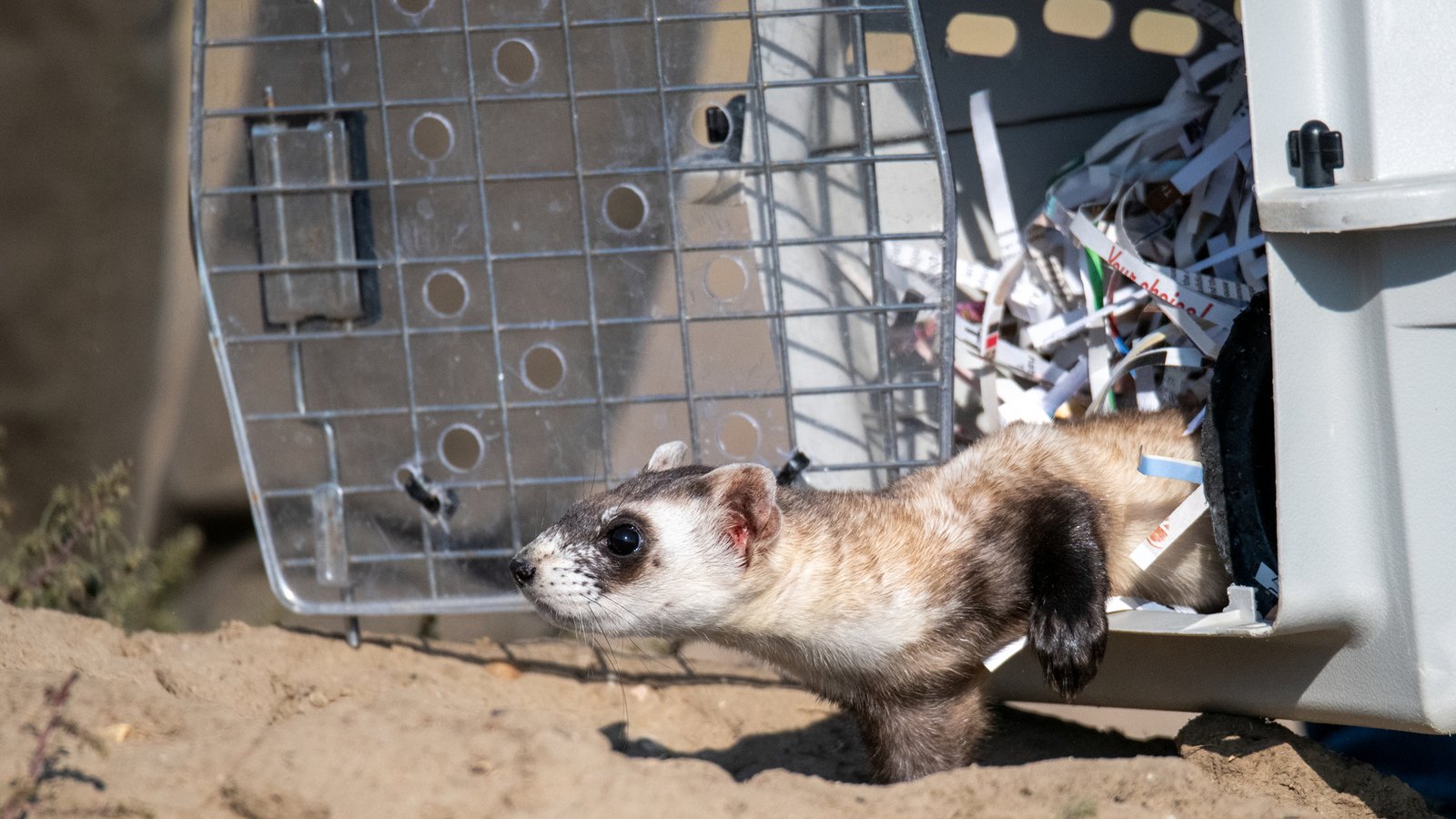 Global Wildlife Conservation Efforts | World Wildlife Fund