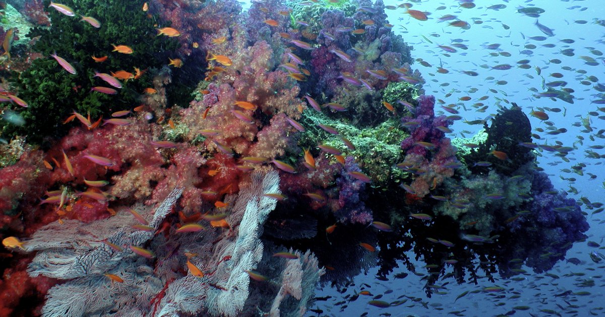 Science for a Nature-Positive Ocean Future | World Wildlife Fund