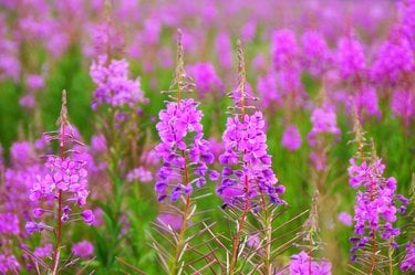 Native Wildflowers by Region | World Wildlife Fund