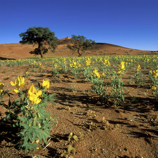 5 Native Plants That Support Monarch Migration | World Wildlife Fund