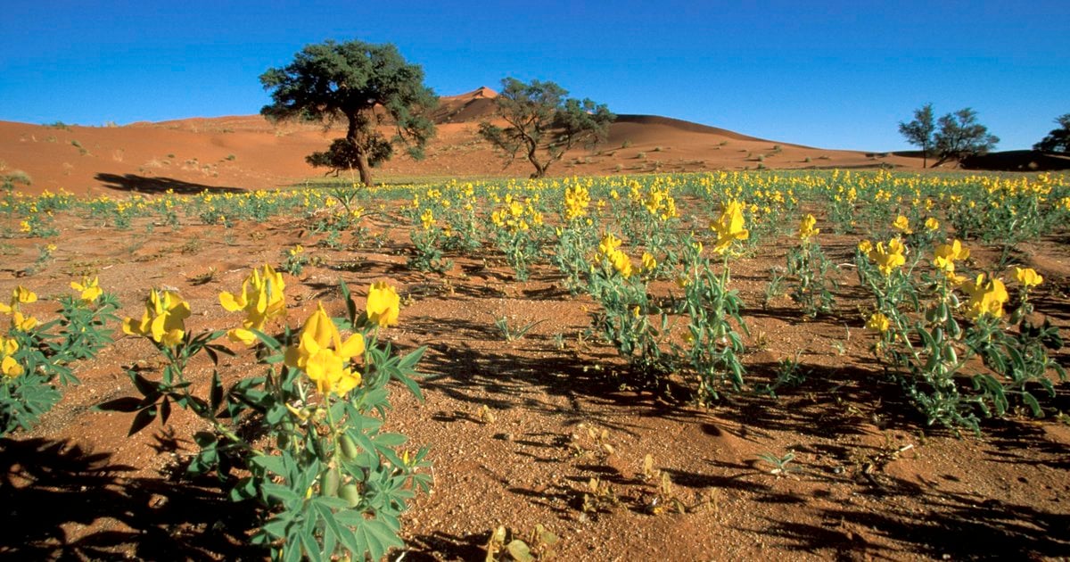 Financing Namibia’s Protected Areas for Long-Term Impact | WWF