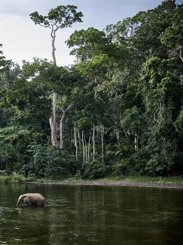 The Congo Basin's Animals & People | WWF | World Wildlife Fund