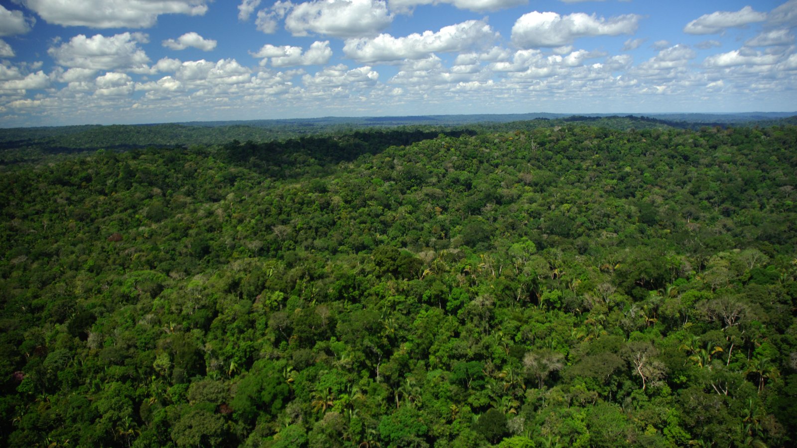 Addressing Threats to the World's Forests | World Wildlife Fund